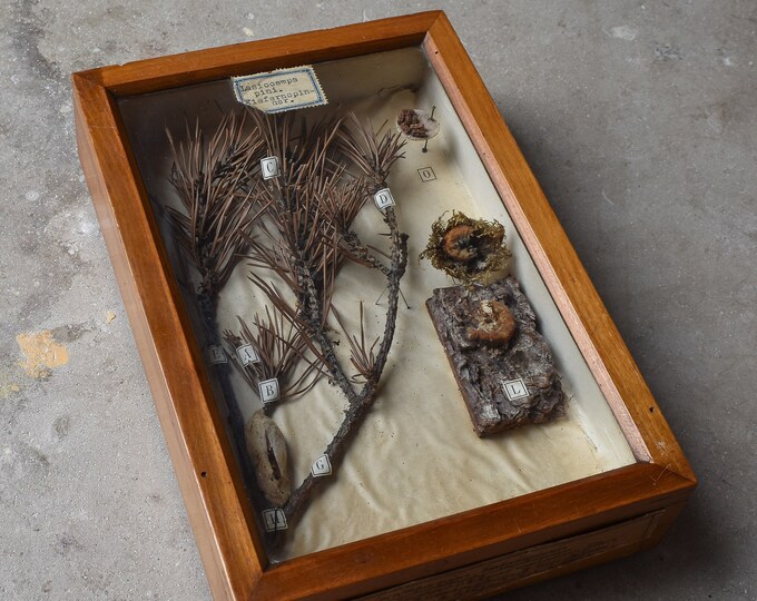 Antique Vintage 30s Entomology Insect Taxidermy Display Case Shadow Box ...