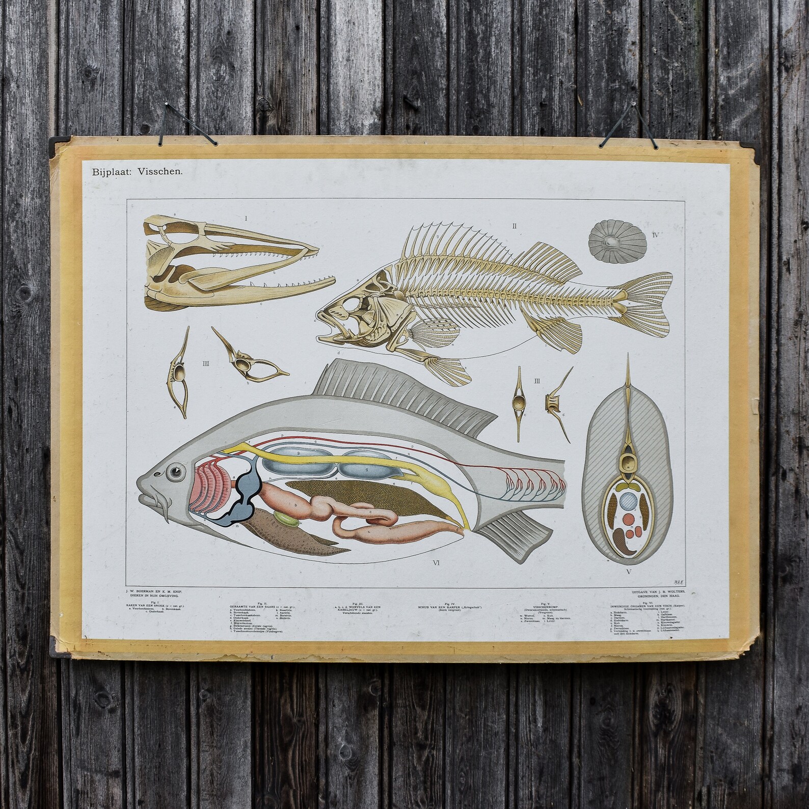 Vintage 50s Dutch Zoology Biology Animals School Charts Posters ...