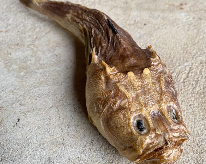 Vintage Taxidermy Mount Stargazer Fish Curiosity Oddity Decor ...