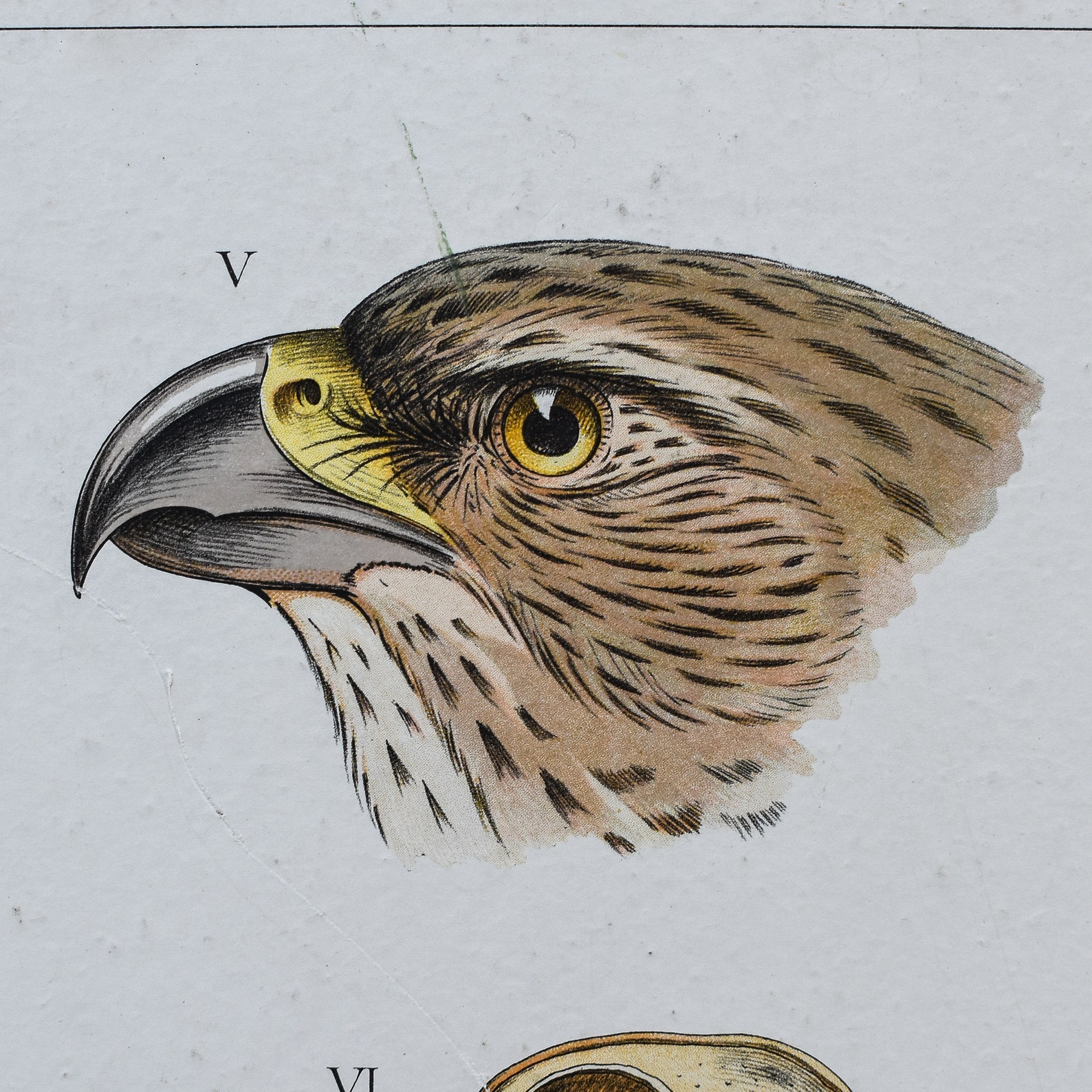 Vintage 50s Dutch Zoology Biology Animals School Charts Posters ...