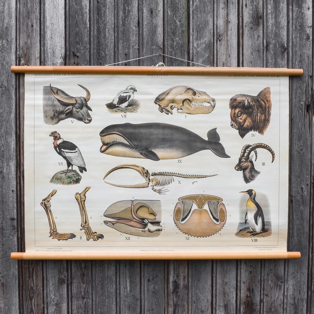 Vintage 50s 1950s Dutch School Biology Zoology Animals Anatomy Chart ...