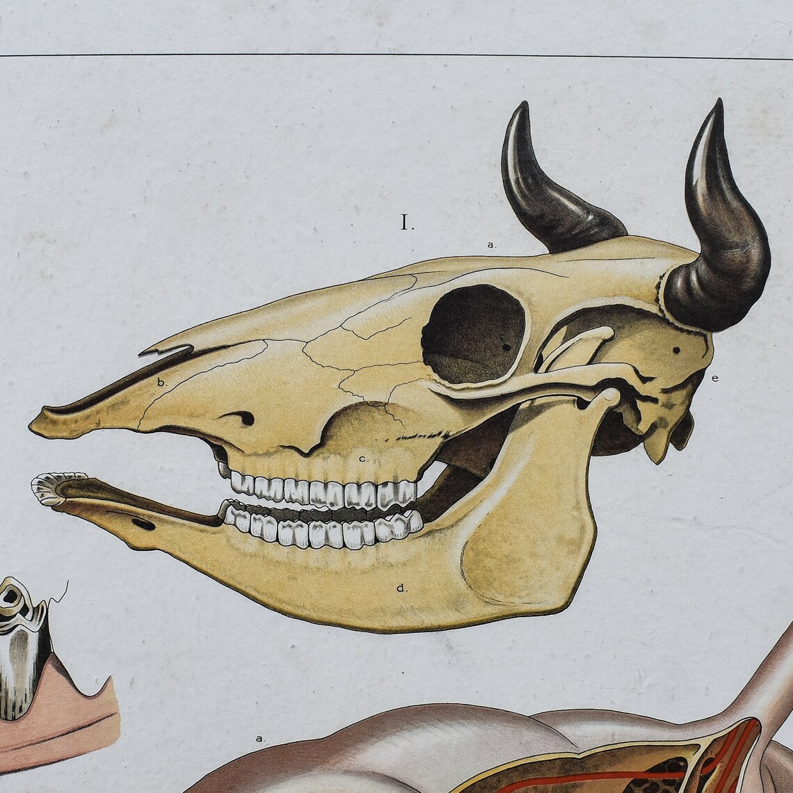Vintage 50s Dutch Zoology Biology Animals School Charts Posters ...