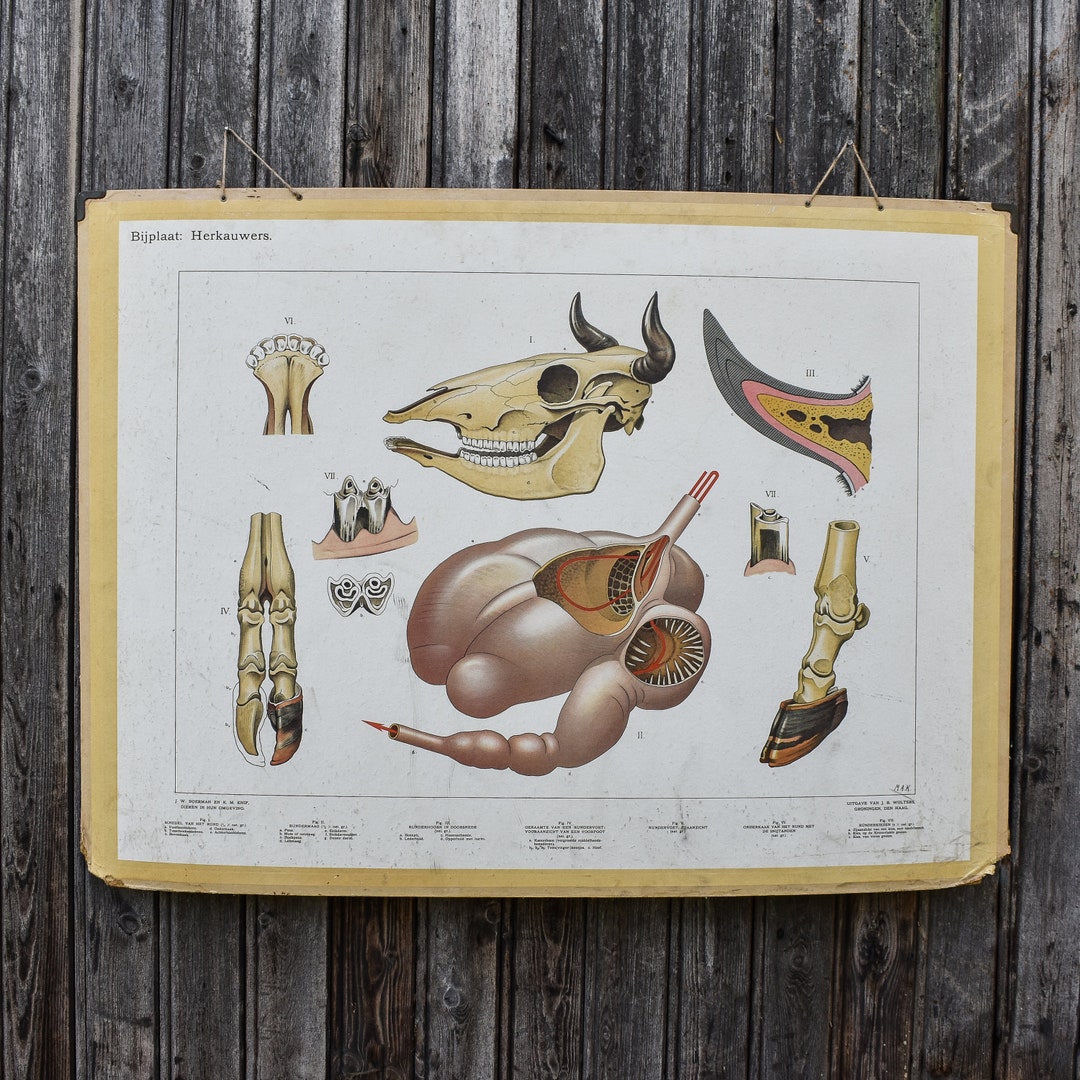 Vintage 50s Dutch Zoology Biology Animals School Charts Posters ...