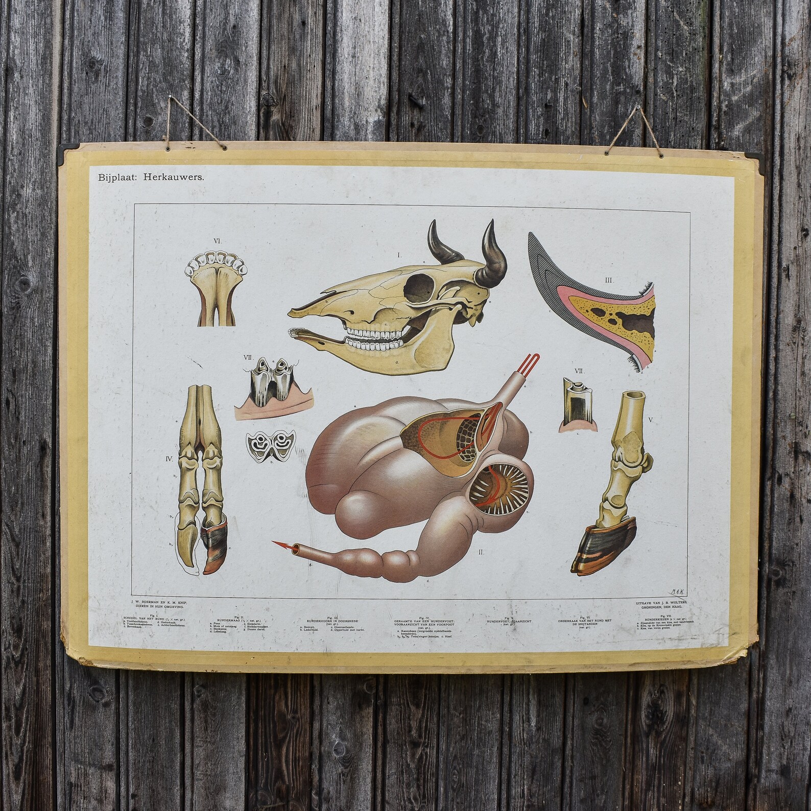 Vintage 50s Dutch Zoology Biology Animals School Charts Posters ...