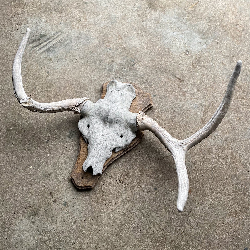 Real Moose Skull - Etsy