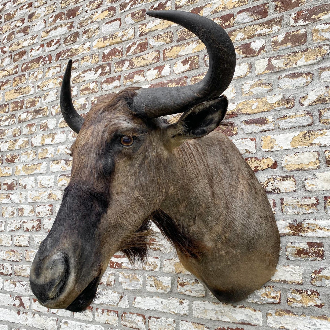 Vintage African Blue Wildebeest Gnu Taxidermy Shoulder Mount - Etsy