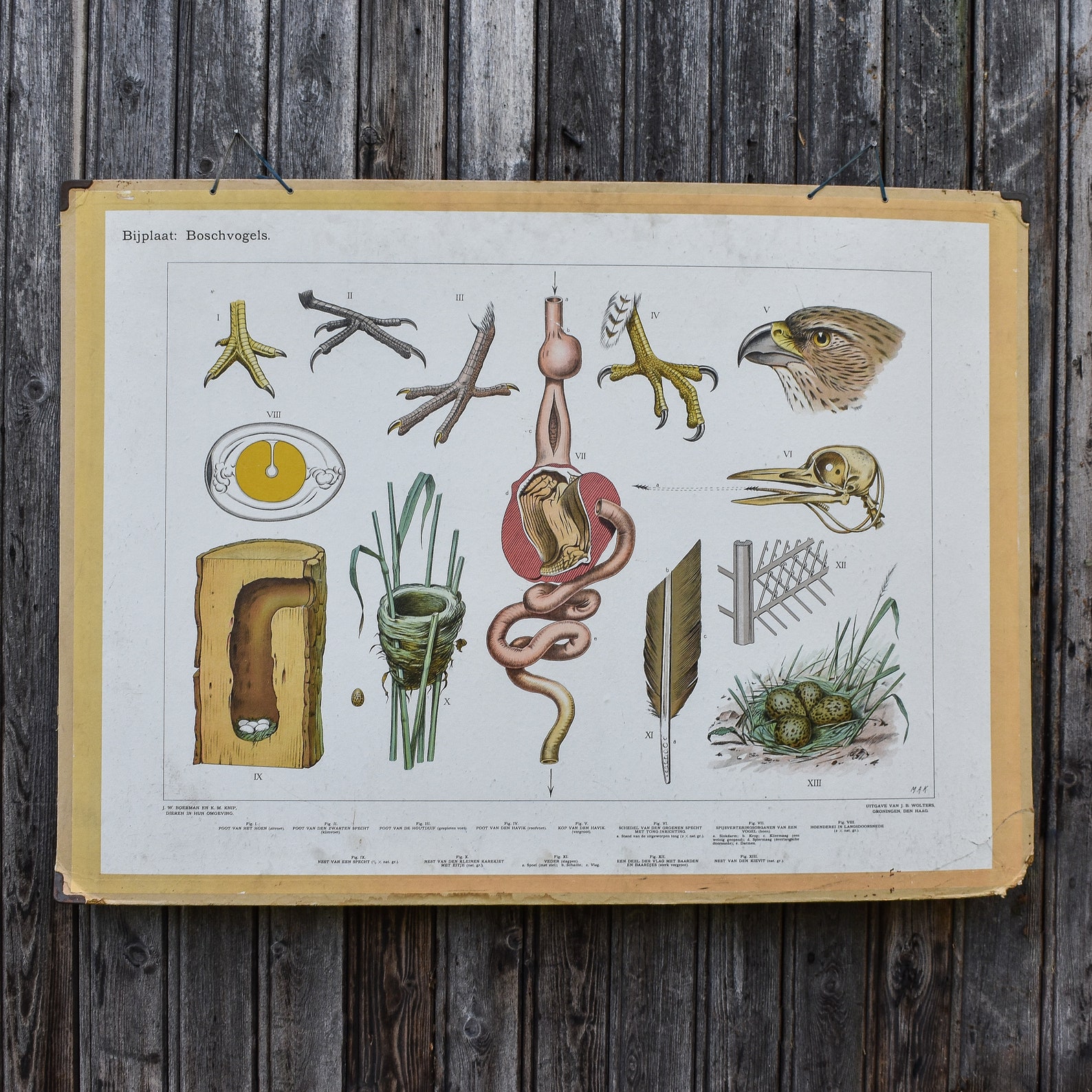 Vintage 50s Dutch Zoology Biology Animals School Charts Posters ...
