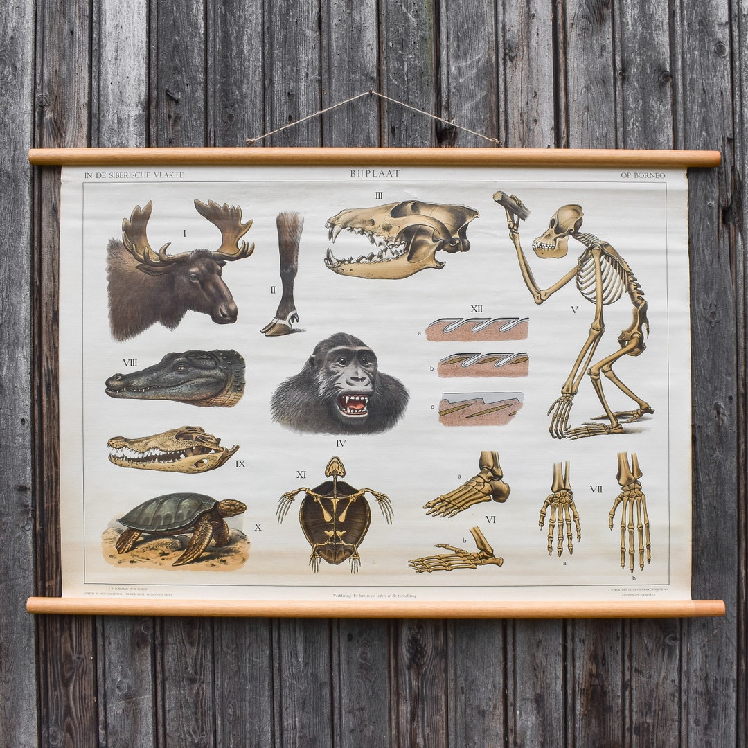 Vintage 50s 1950s Dutch School Biology Zoology Animals Anatomy Chart ...