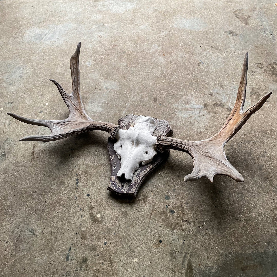 Vintage 60s Moose Antlers Stag Animal Skull Bones Taxidermy Curiosity ...