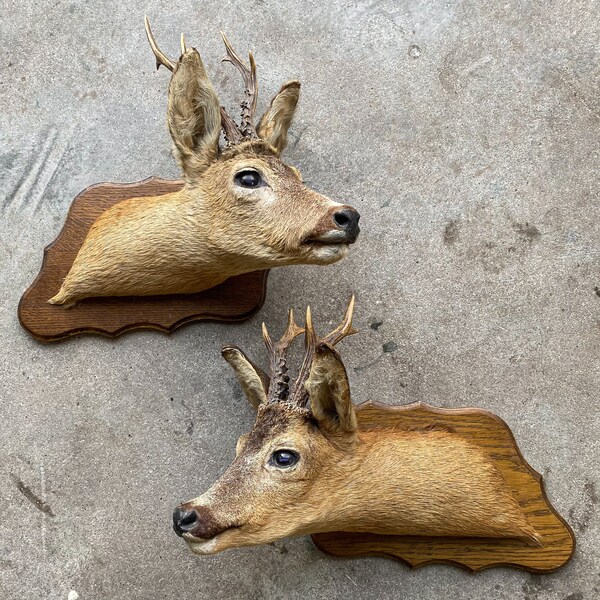 Deer Head Taxidermy - Etsy