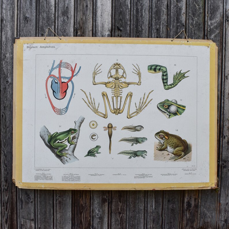 Vintage 50s Dutch Zoology Biology Animals School Charts Posters ...