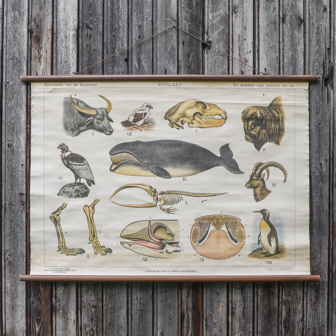 Vintage 50s 1950s Dutch School Biology Zoology Animals Anatomy Chart ...