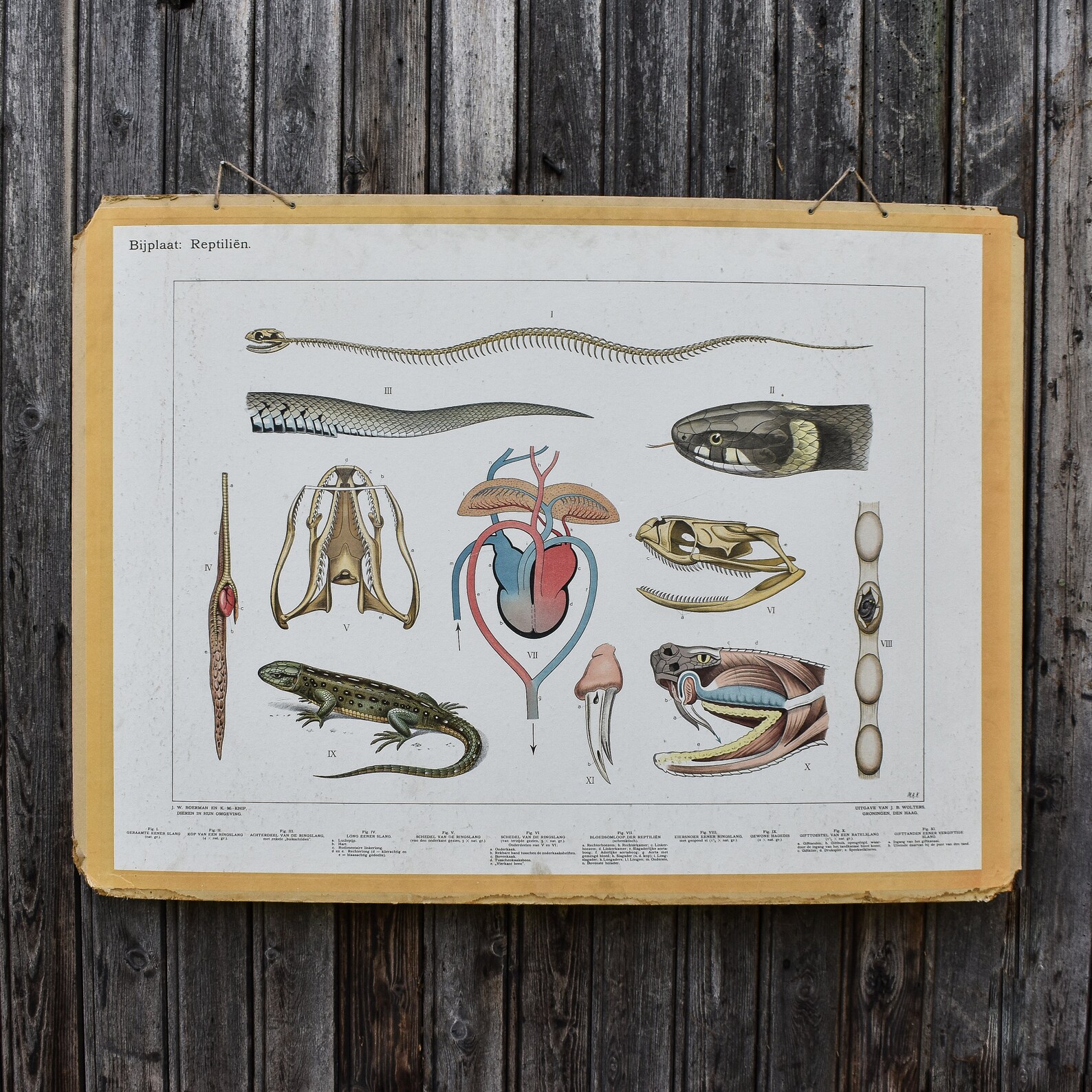 Vintage 50s Dutch Zoology Biology Animals School Charts Posters ...