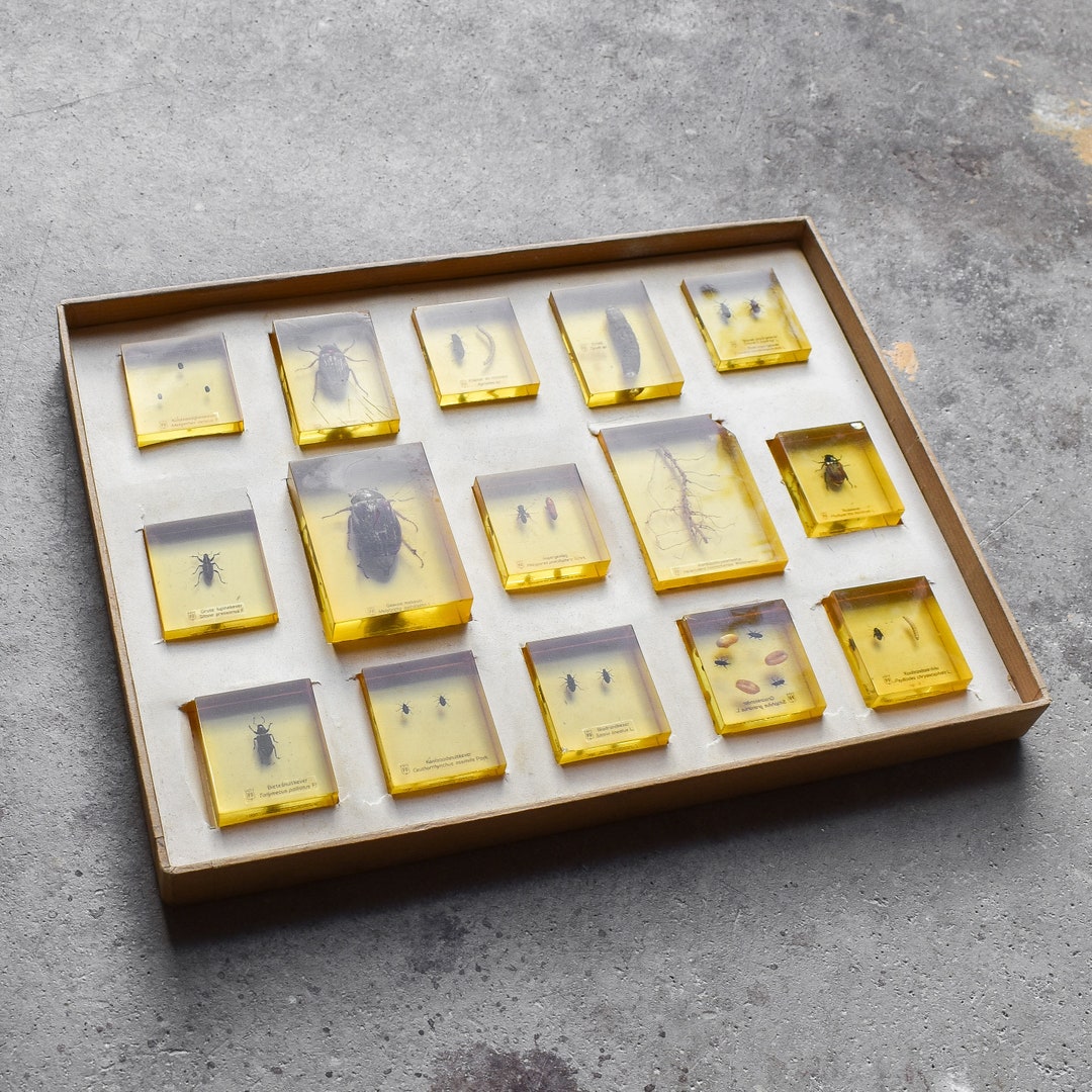 Vintage 50s 1950s Dutch Entomology Insects in Resin Secimen Curiosities ...