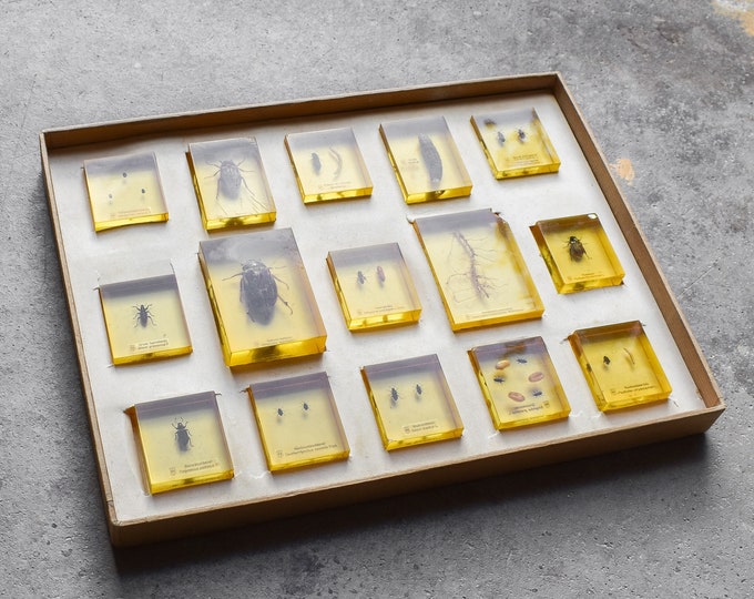 Vintage 50s 1950s Dutch Entomology Insects in Resin Secimen Curiosities ...