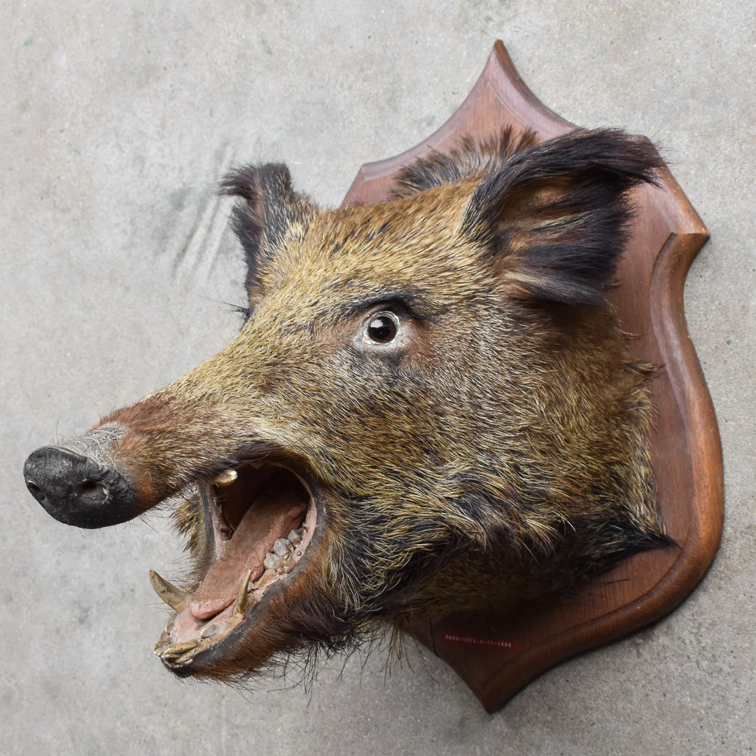 Vintage 60s 1960s French Boar Hog Swine Taxidermy Hunting - Etsy