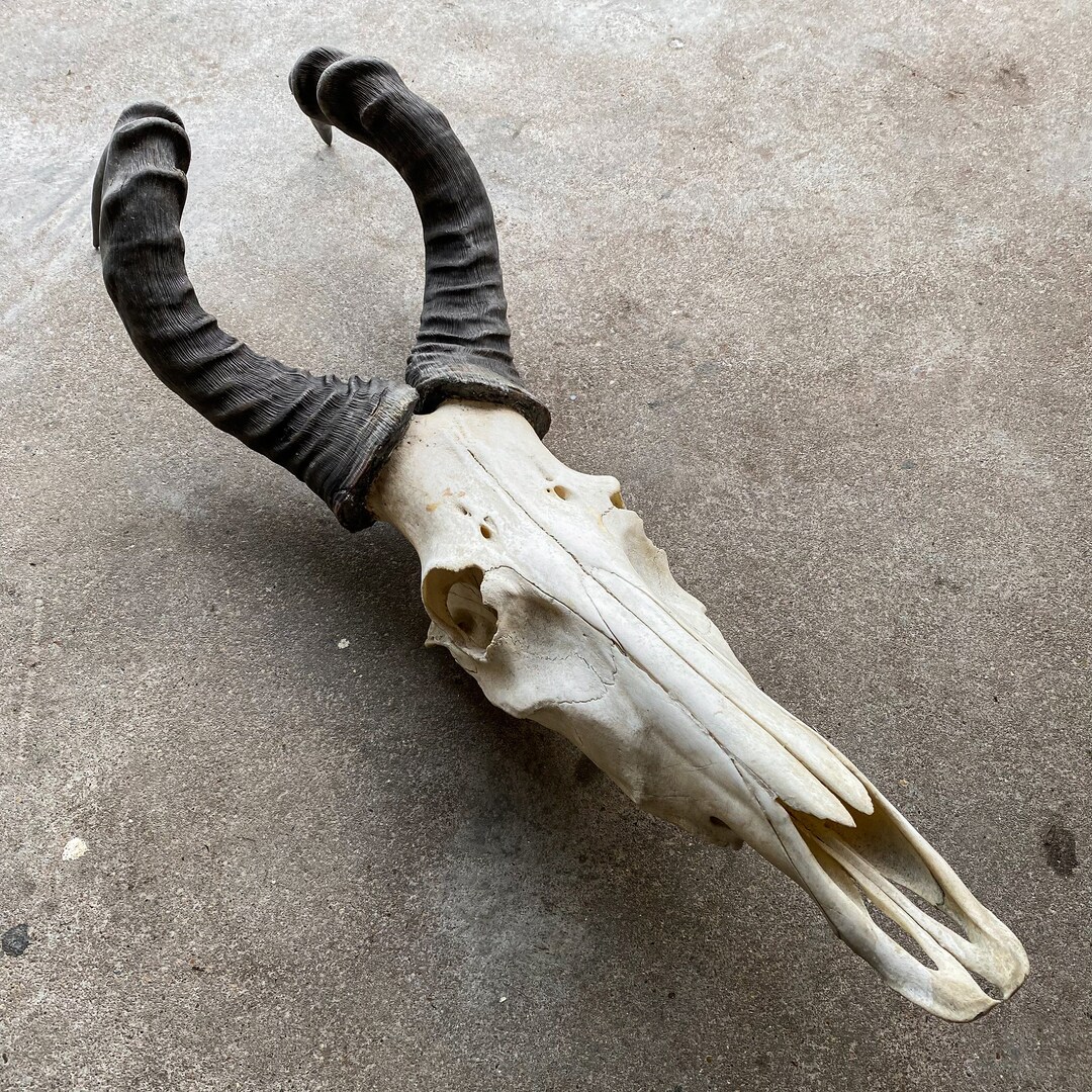 Vintage Hartebeest Antelope Animal Skull African Bones Taxidermy ...