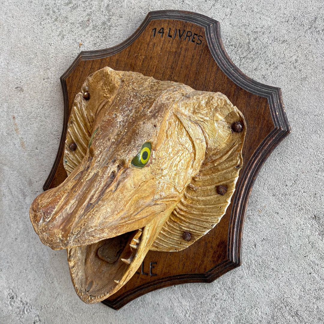 Vintage 80s Taxidermy Pike Fish Head Monster Mount Trophy Fishing ...
