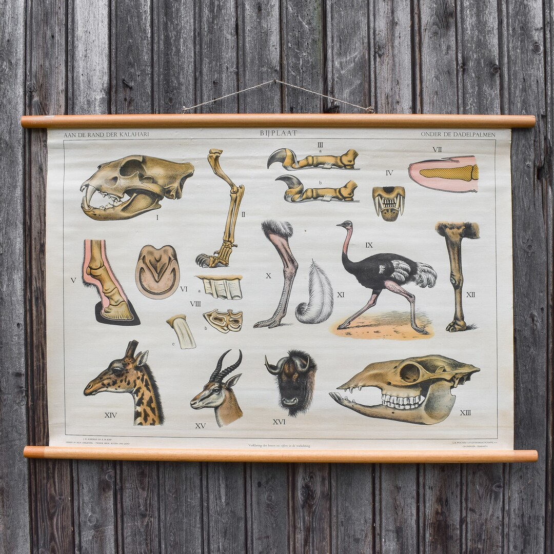 Vintage 50s 1950s Dutch School Biology Zoology Animals Anatomy Chart ...