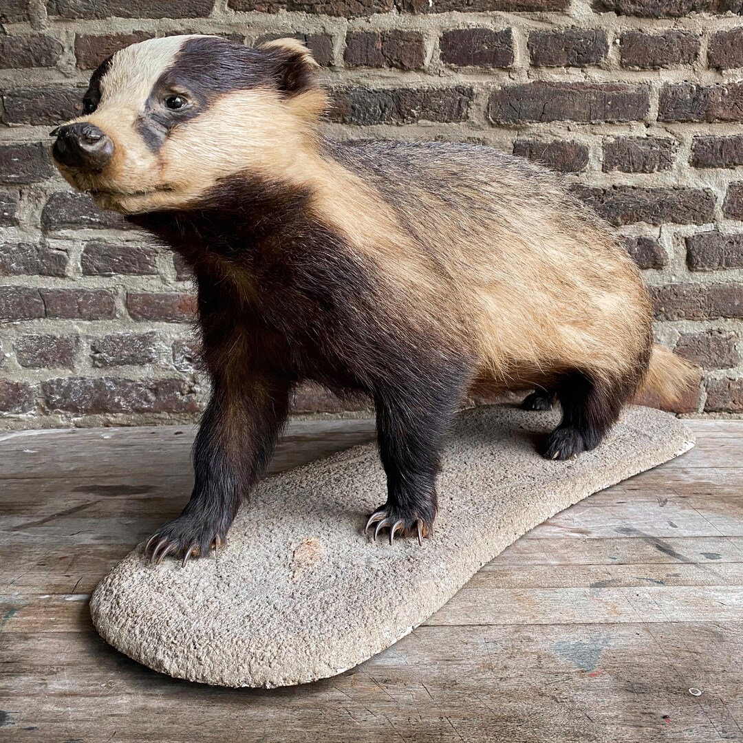 Vintage European Badger Full Body Taxidermy Trophy Mount Curiosity ...