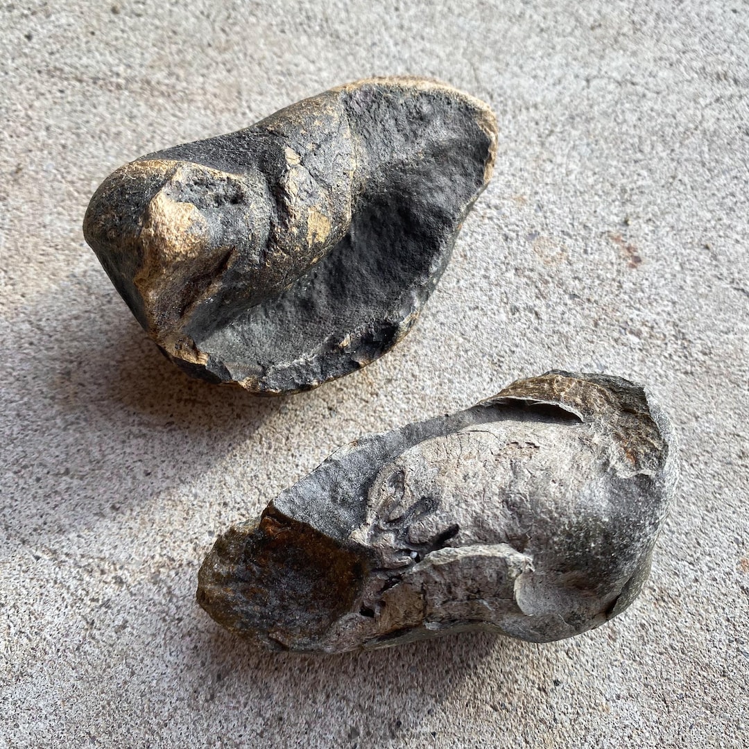 Prehistoric Fossil Cetacea Whale Ear Hearing Bones Stone Tympanic ...