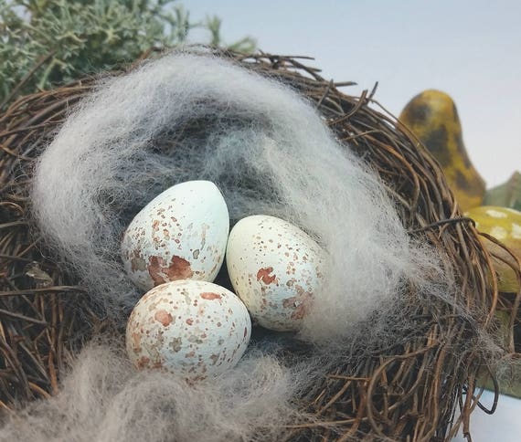 Tufted Titmouse Eggs