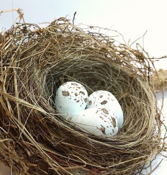 Sparrow Bird Eggs
