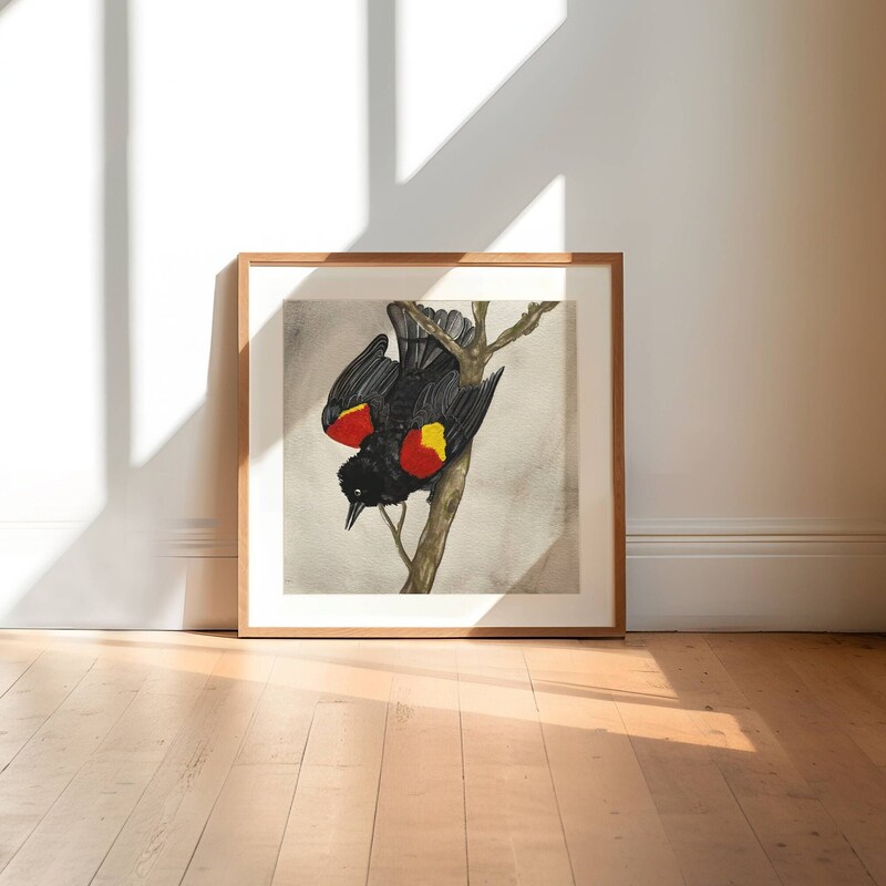 Blackbird Print - Etsy Australia