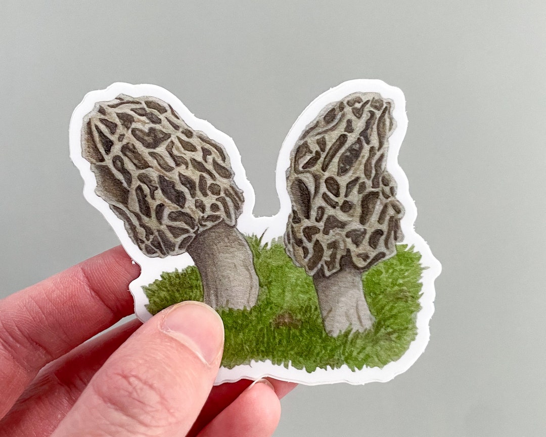 Morel Mushroom Sticker | Morel Gift | Forager Gift | Mycology Gift ...