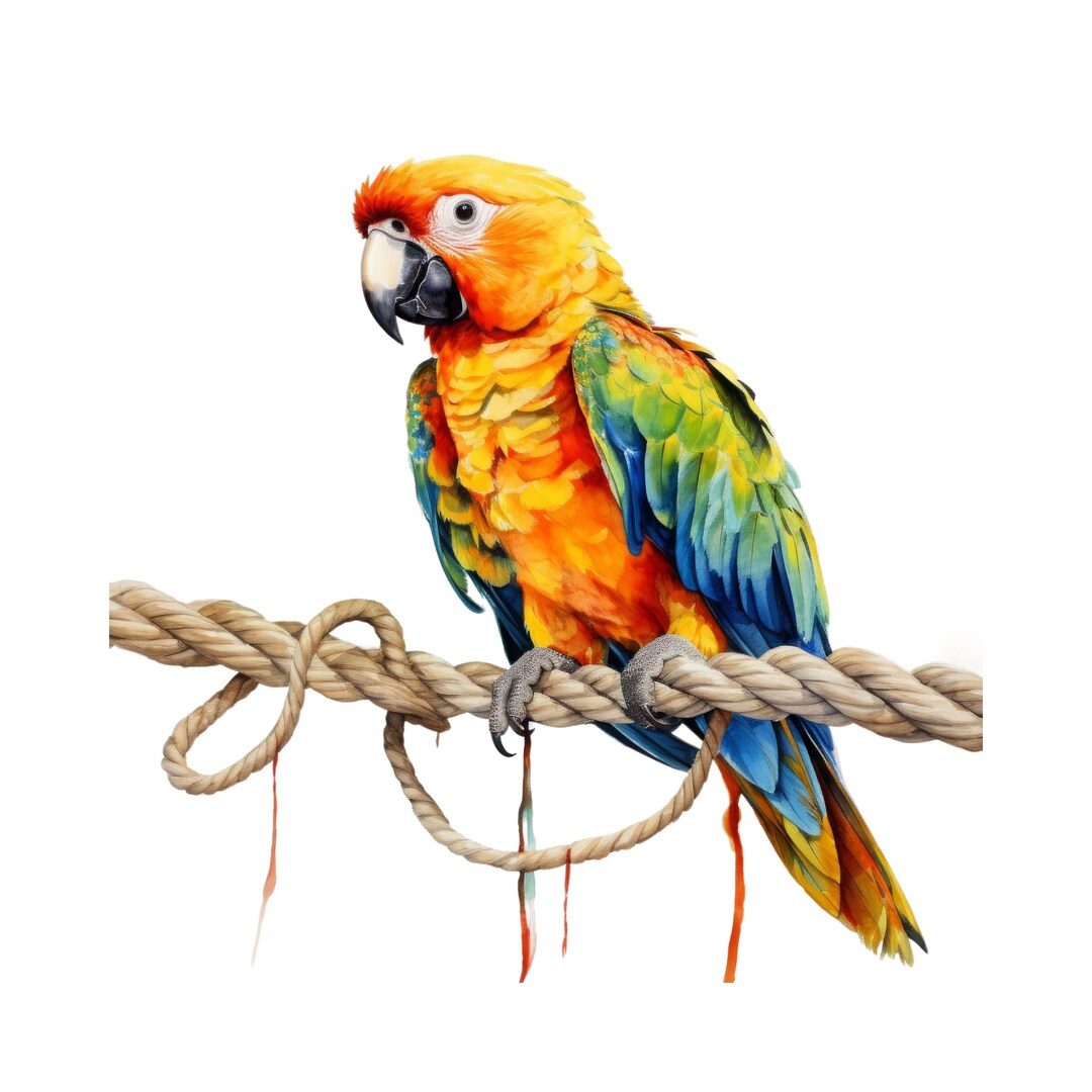 Beautiful Bird Clipart Bundle. 10 Files | High Quality | 300 Dpi ...