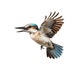 Transparent Background | Kookaburra Clipart Bundle. 26 Images | Digital ...