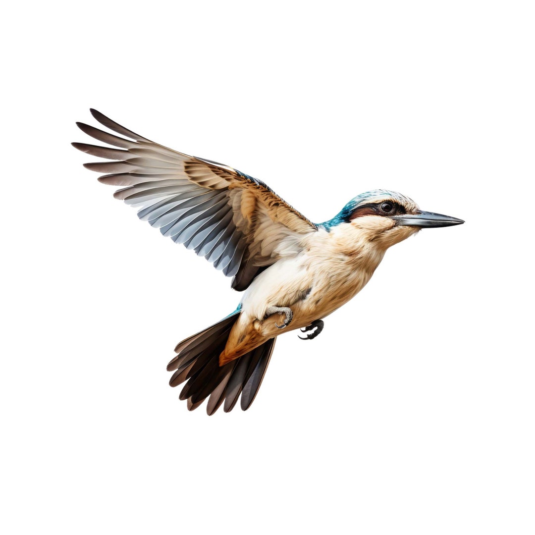 Transparent Background | Kookaburra Clipart Bundle. 26 Images | Digital ...