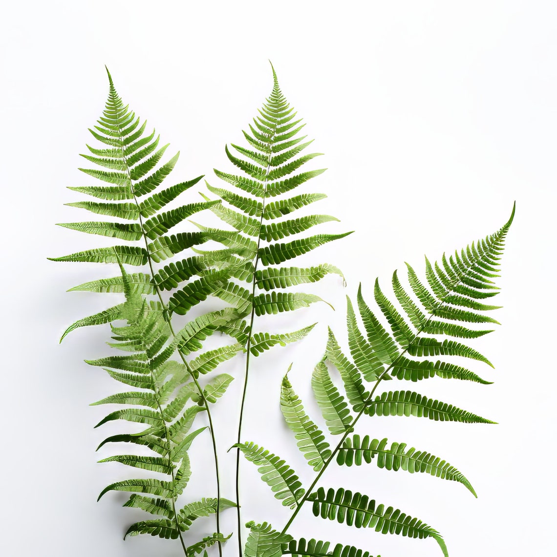 All About Leaves High Quality Png's 300 DPI Digital Download Instant ...