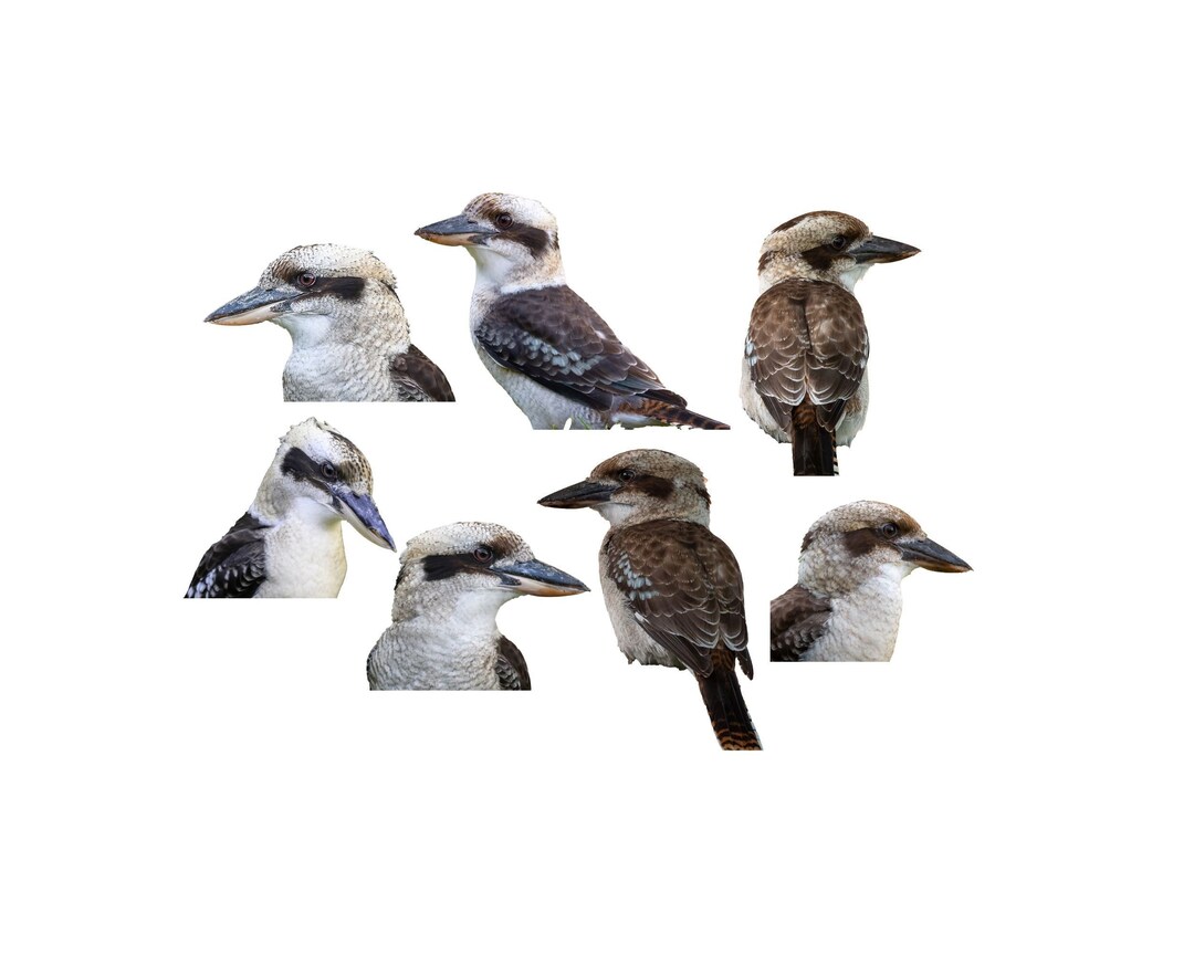 Kookaburra Clipart Bundle. Australian Bird Realistic Clipart Made From ...