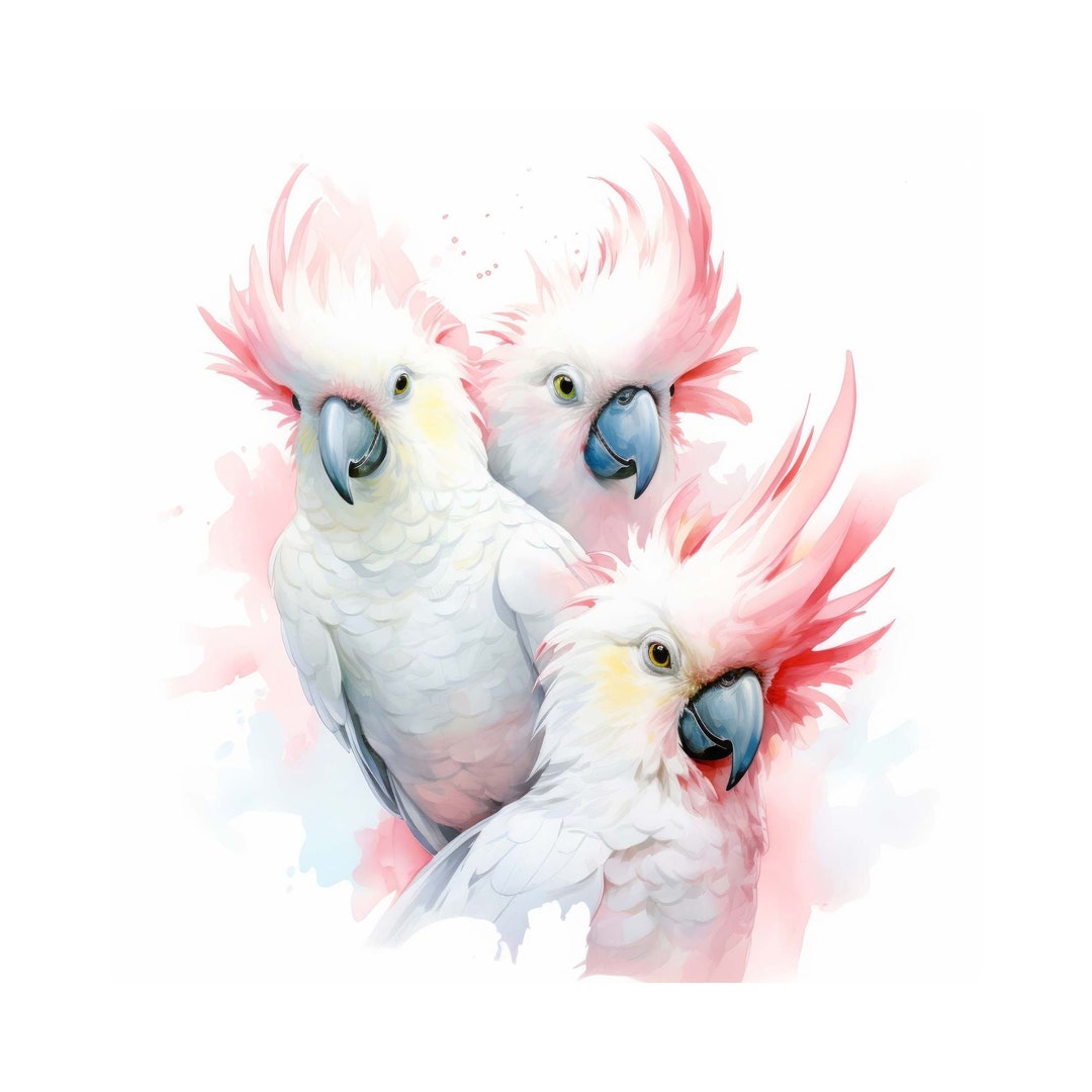 Beautiful Bird Clipart Bundle. 81 Files | High Quality | 300 Dpi ...