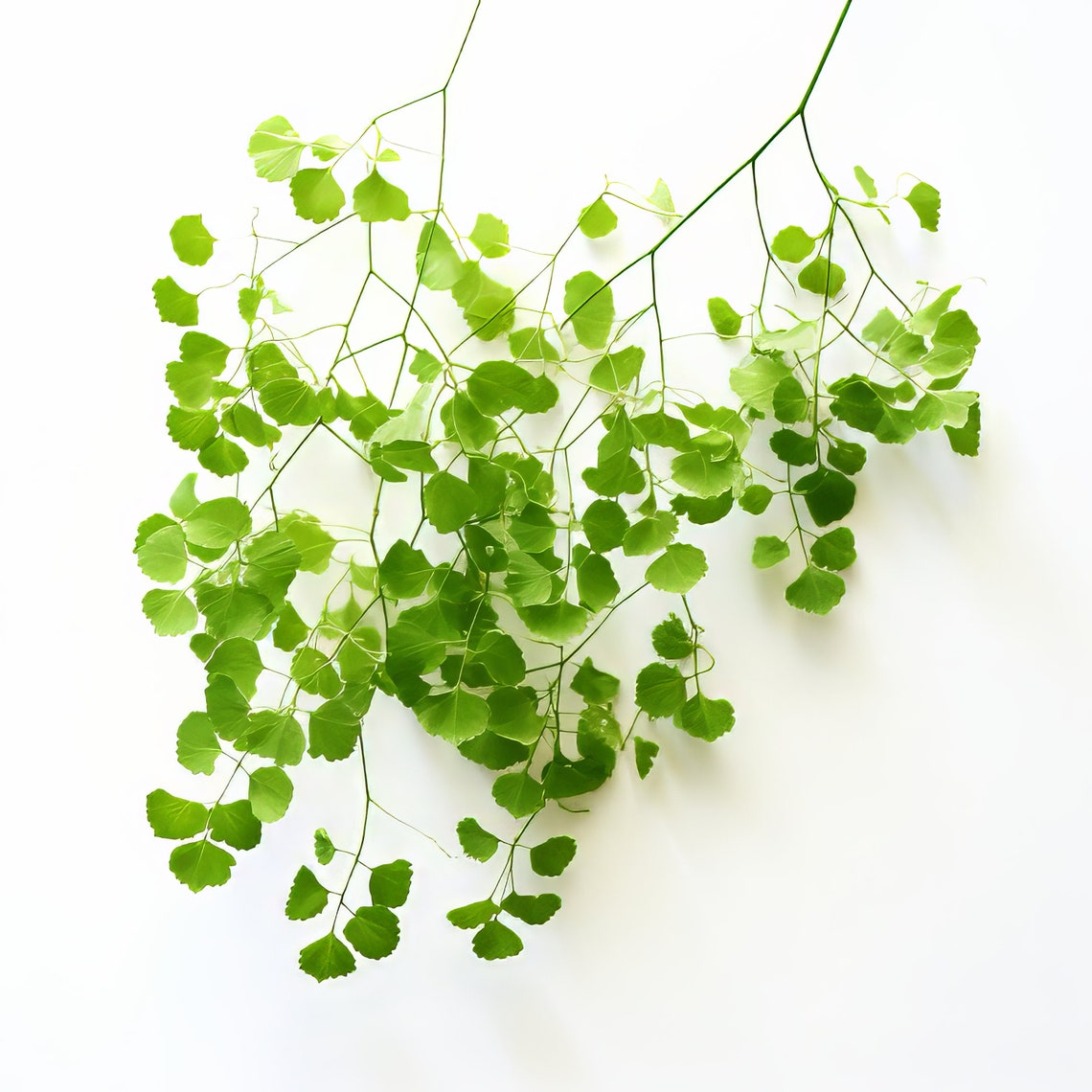All About Leaves High Quality Png's 300 DPI Digital Download Instant ...