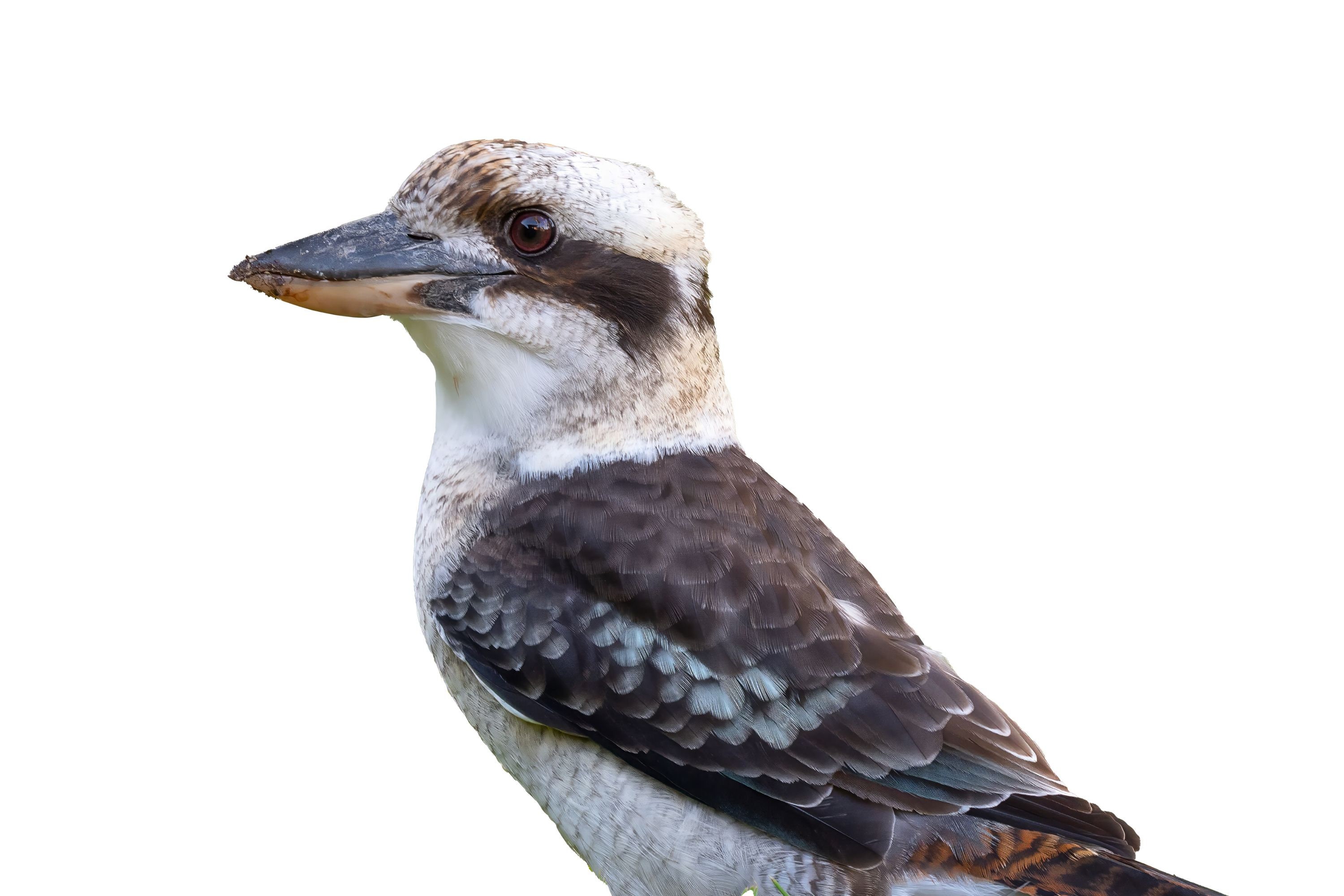 Kookaburra Clipart | Realistic Kookaburra | High Quality PNG 300 Dpi ...