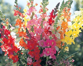 Chantilly™ Mix F1 Snapdragon Seeds Colorful Mix Open-faced - Etsy