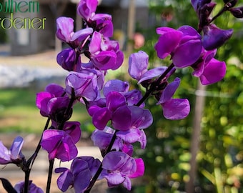 Hyacinth Bean Seeds - Purple/ruby-red Flowering Vine - Etsy