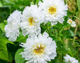 USA SELLER Double Click Snow Puff Cosmos 10 Seeds HEIRLOOM - Etsy