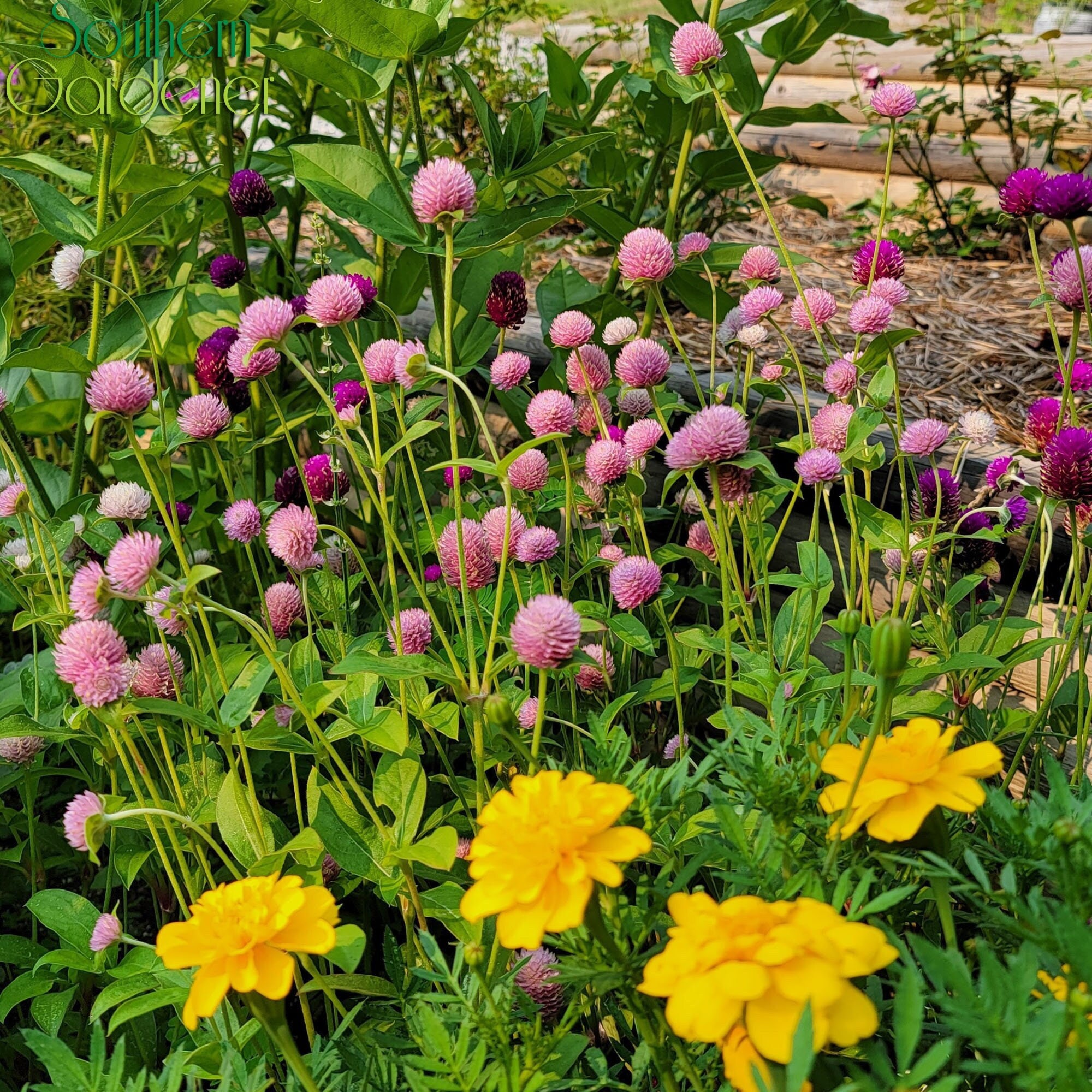 Gomphrena QIS Formula Mix Gomphrena globe Amaranth Seeds - Etsy