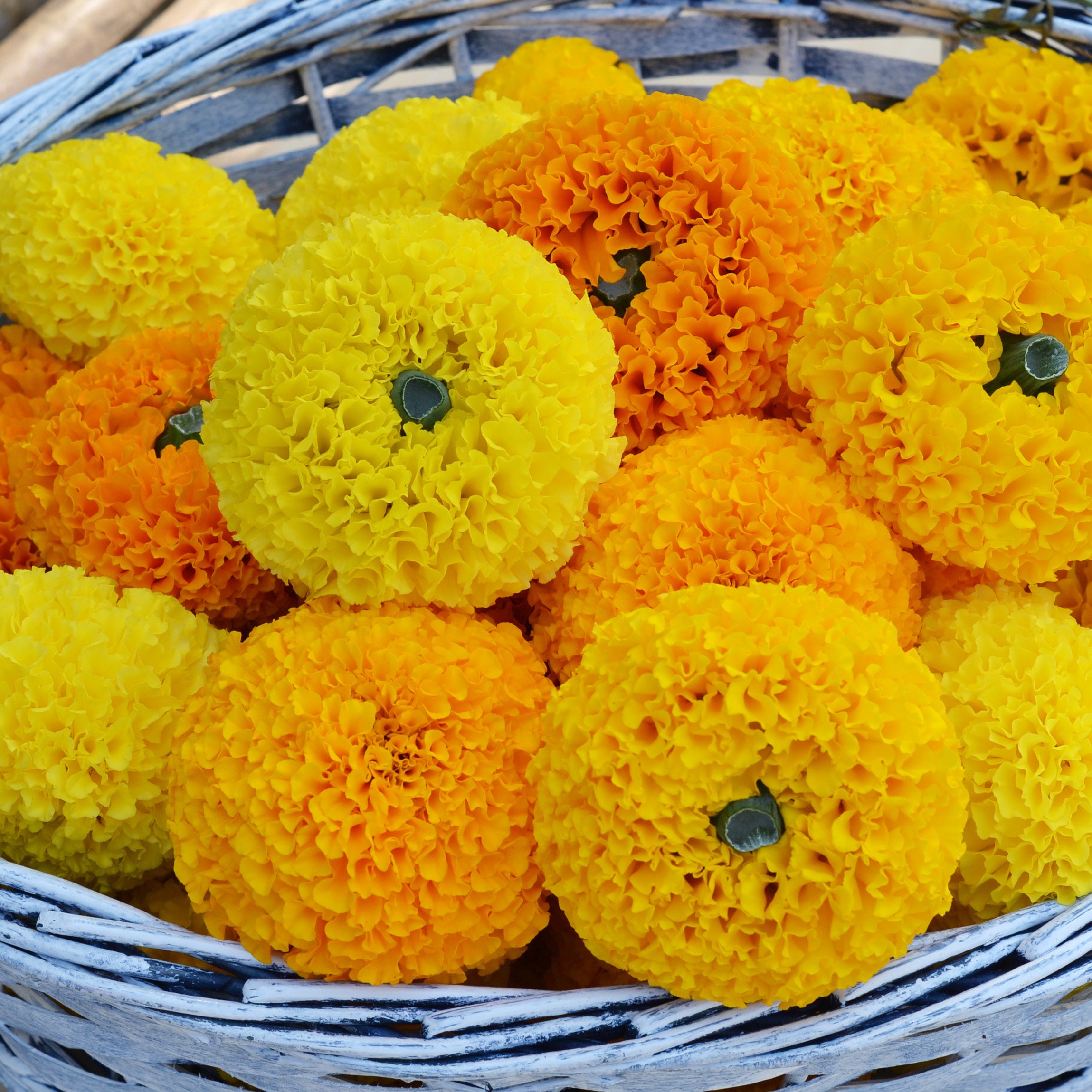 Marigold - Bali Mix Dwarf Marigold Seeds - Etsy