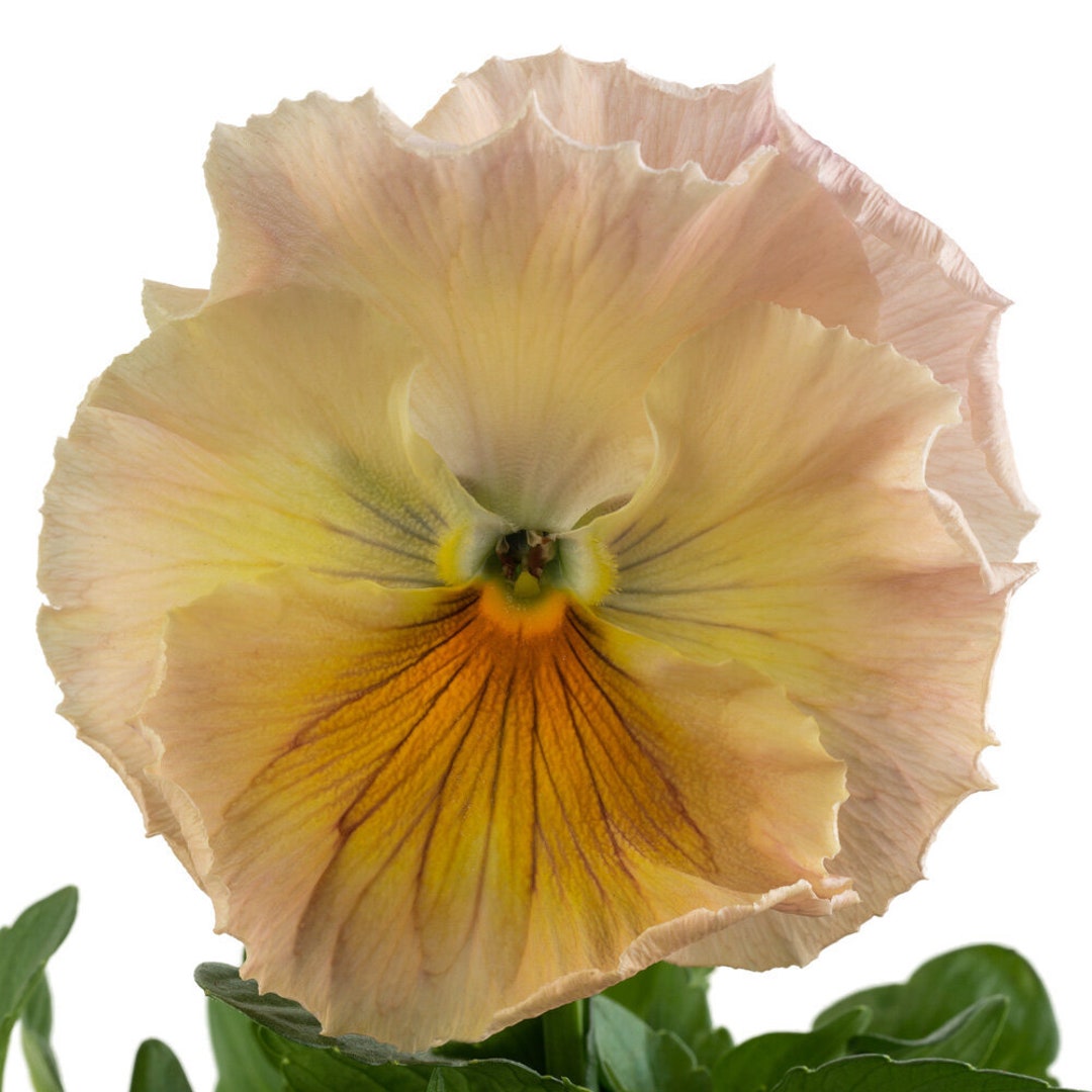 Pansy Inspire Peach Shades - Etsy