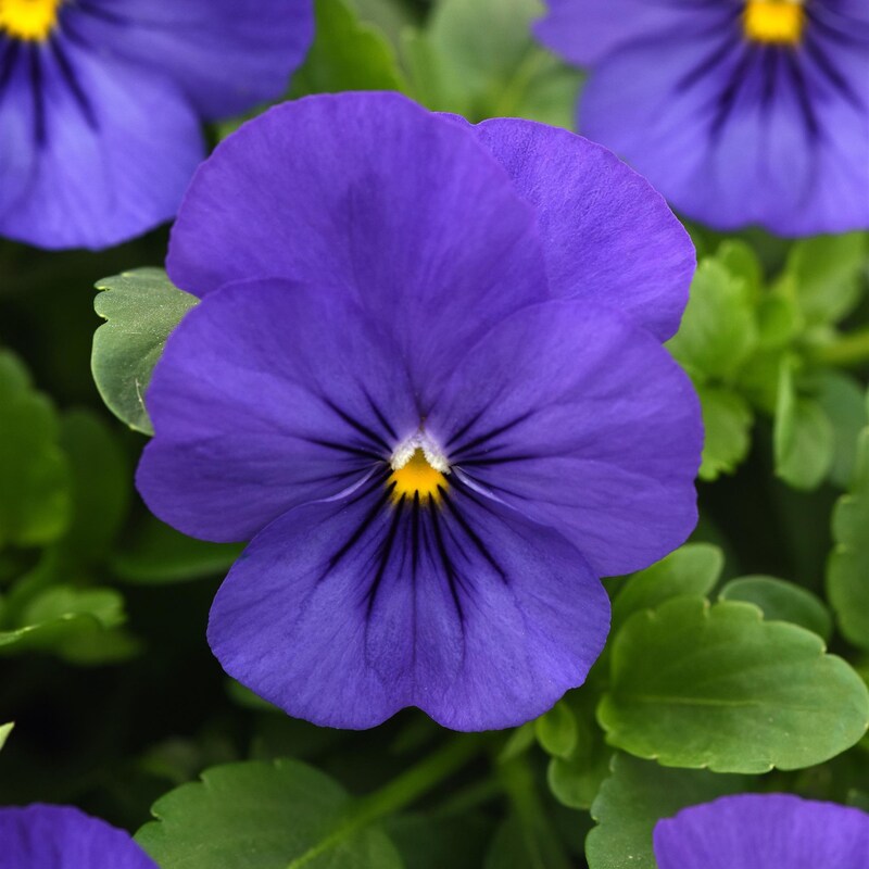 TheSouthernGardener - Etsy