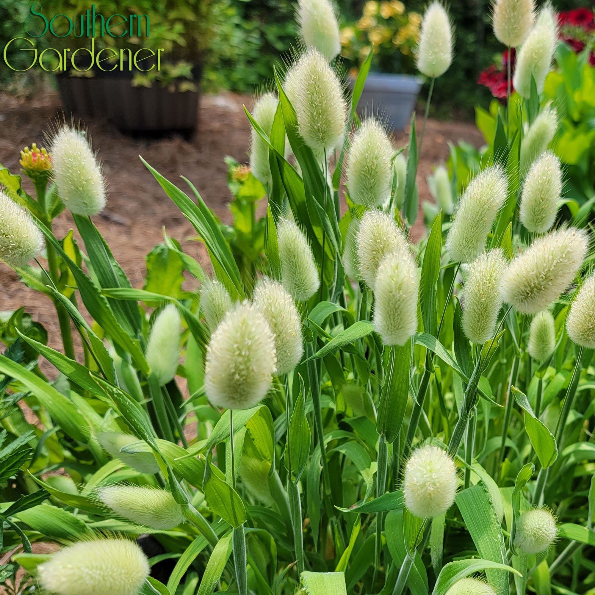 Grass Bunny Tails Grass Seeds - Etsy