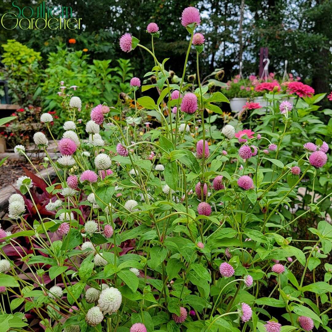 Gomphrena QIS Formula Mix Gomphrena globe Amaranth Seeds - Etsy
