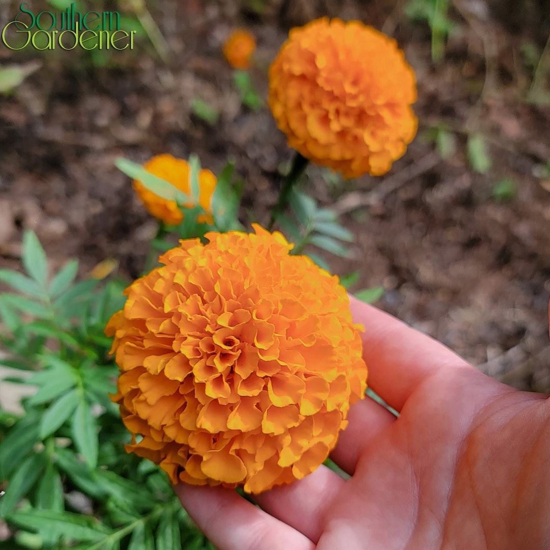 Marigold Savannah Sun Marigold Seeds - Etsy