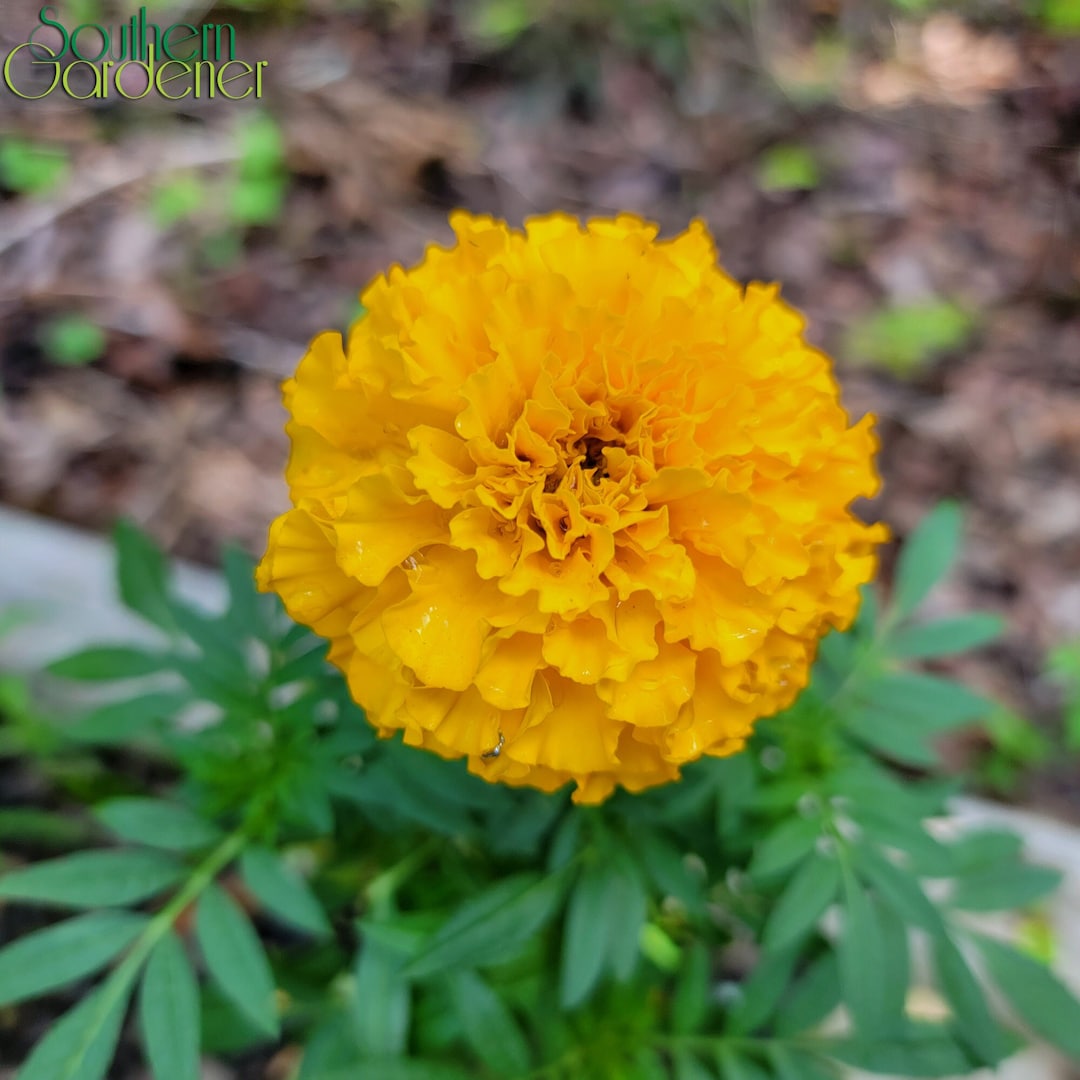 Marigold Savannah Yellow Moon Marigold Seeds - Etsy