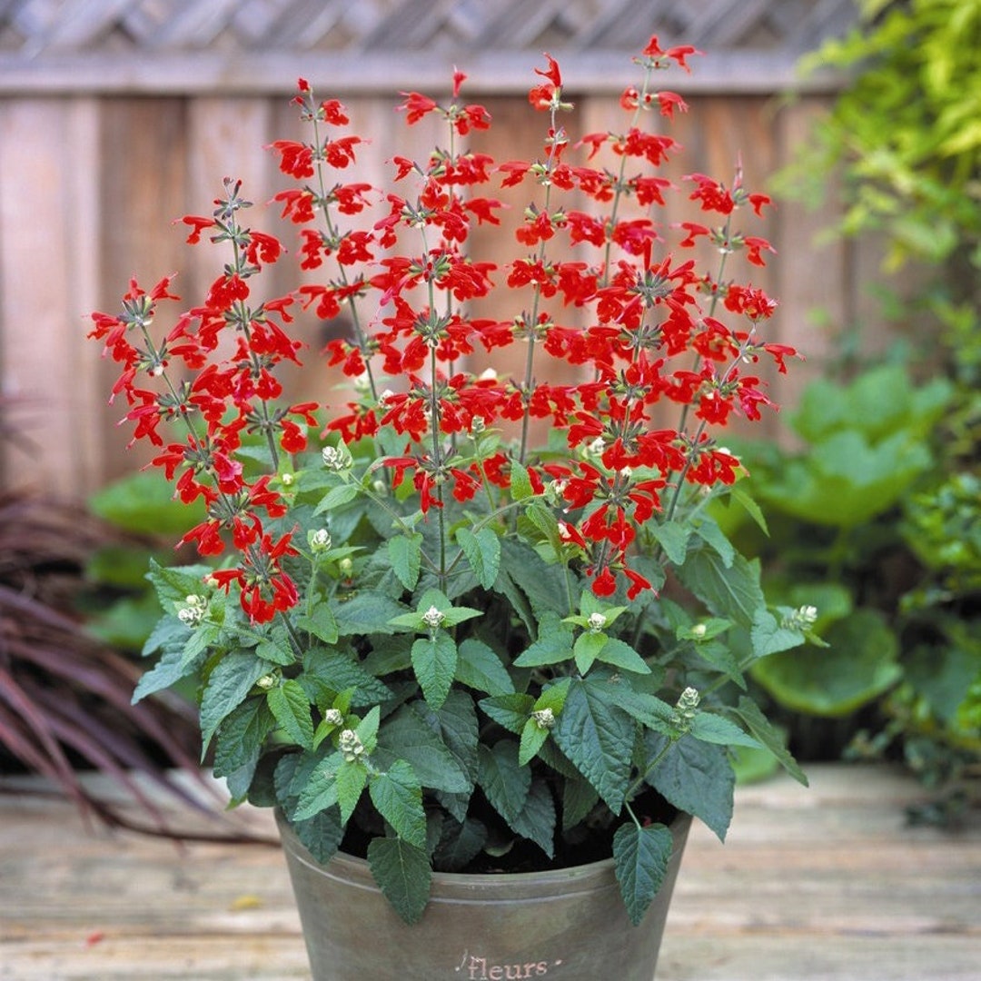 Salvia Summer Jewel Red Salvia Seeds hummingbird Sage - Etsy