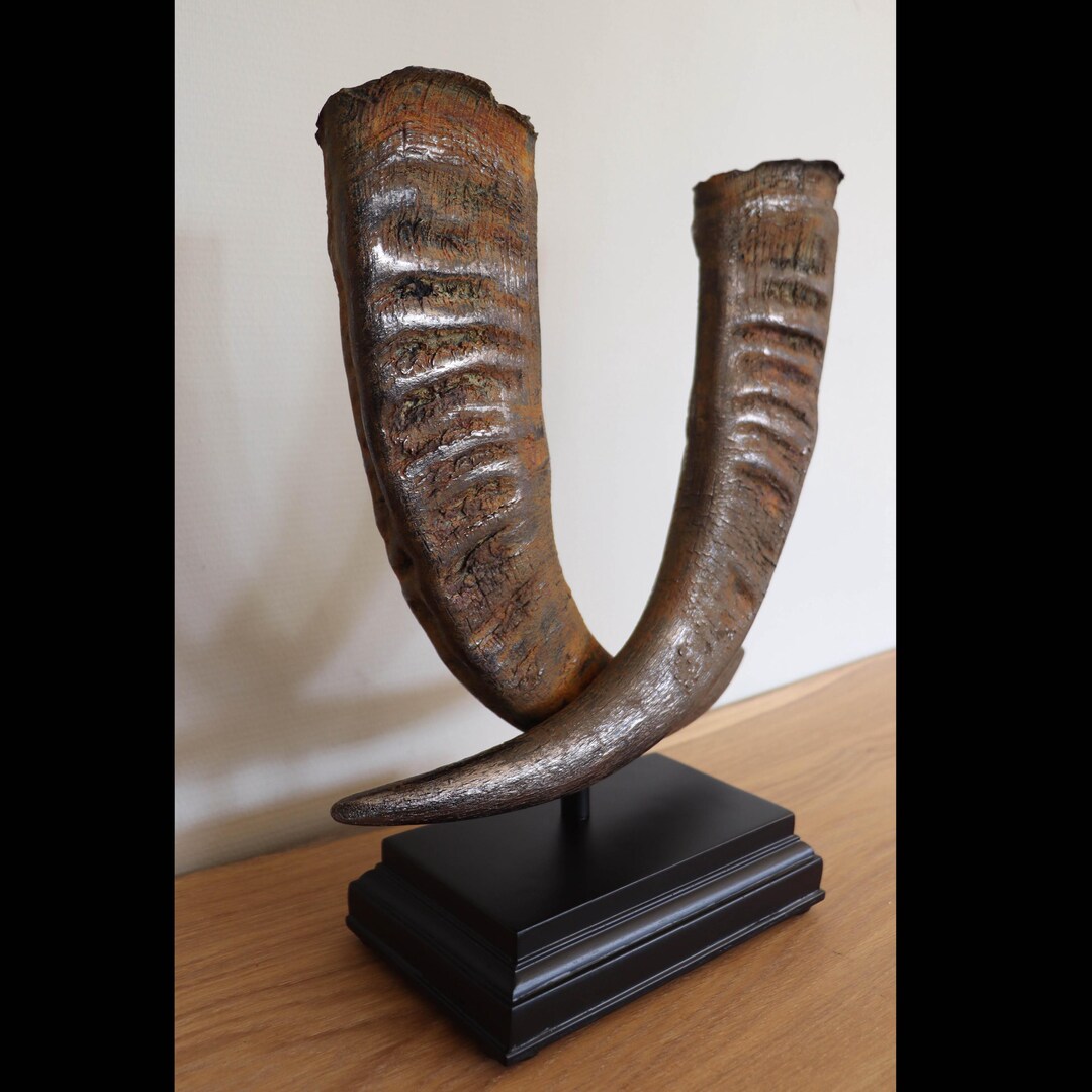 Buffalohorns in a Rusted Iron Style Mounted on Solid Pedestal, Real ...